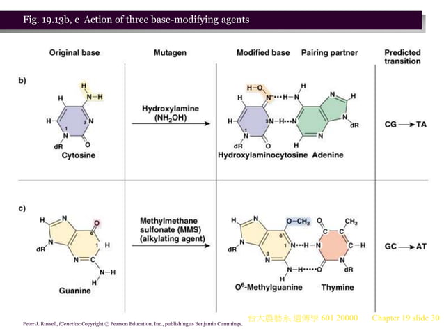 ch19 supplementary mutation.ppt
