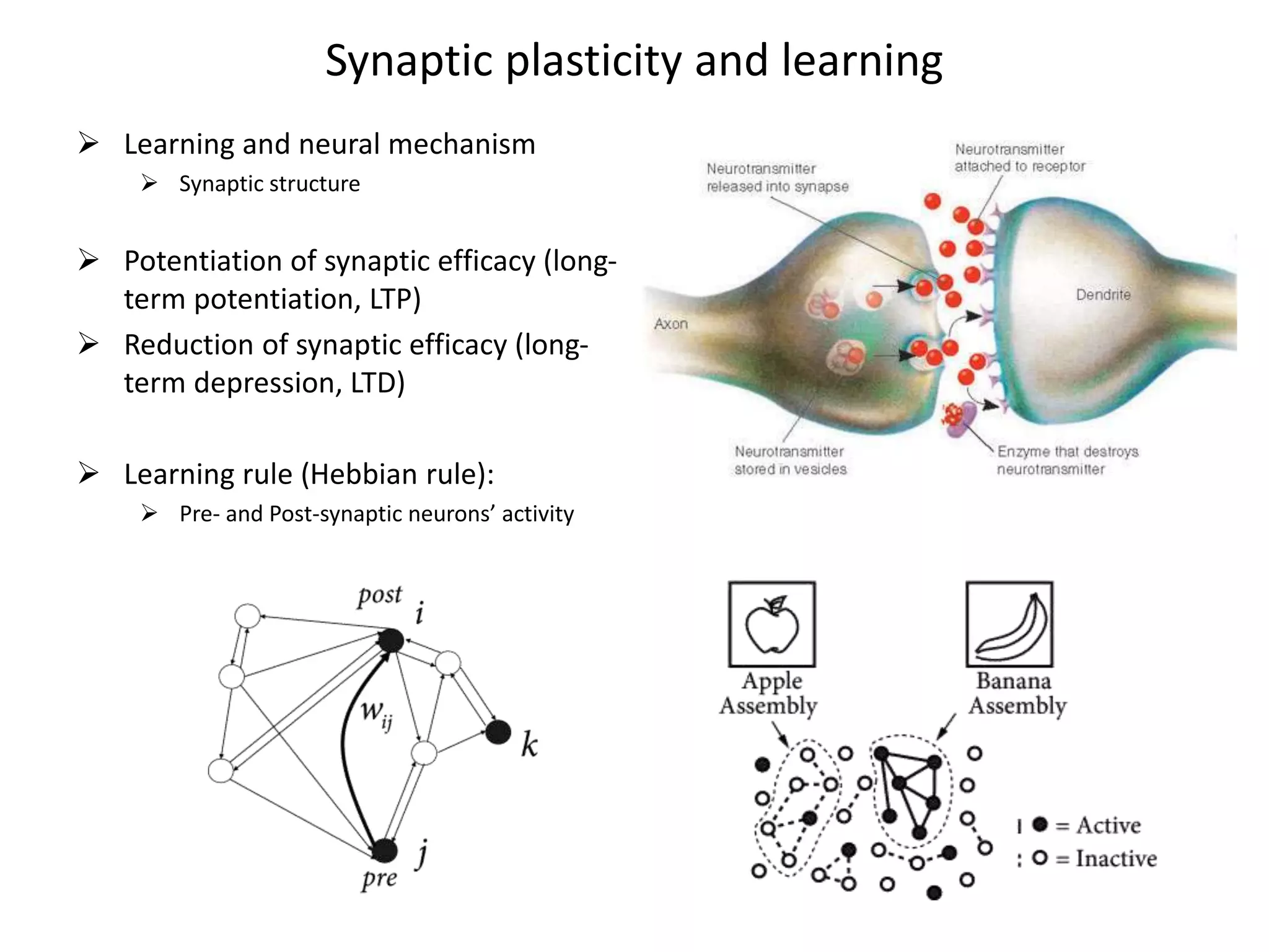 Ch 19 synaptic_plasticity | PPTX Ch 19 synaptic_plasticity | PPTX