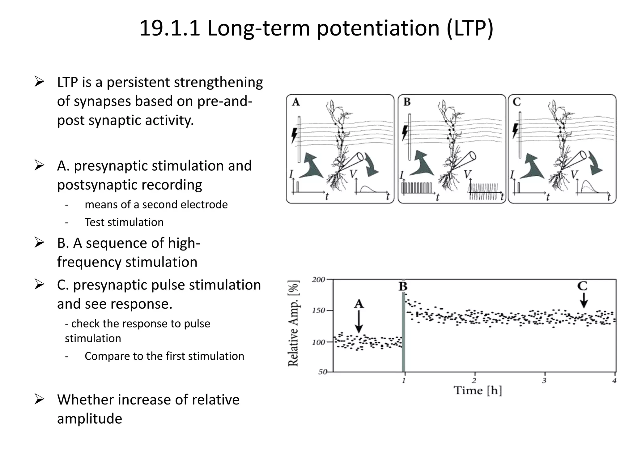 Ch 19 synaptic_plasticity | PPTX