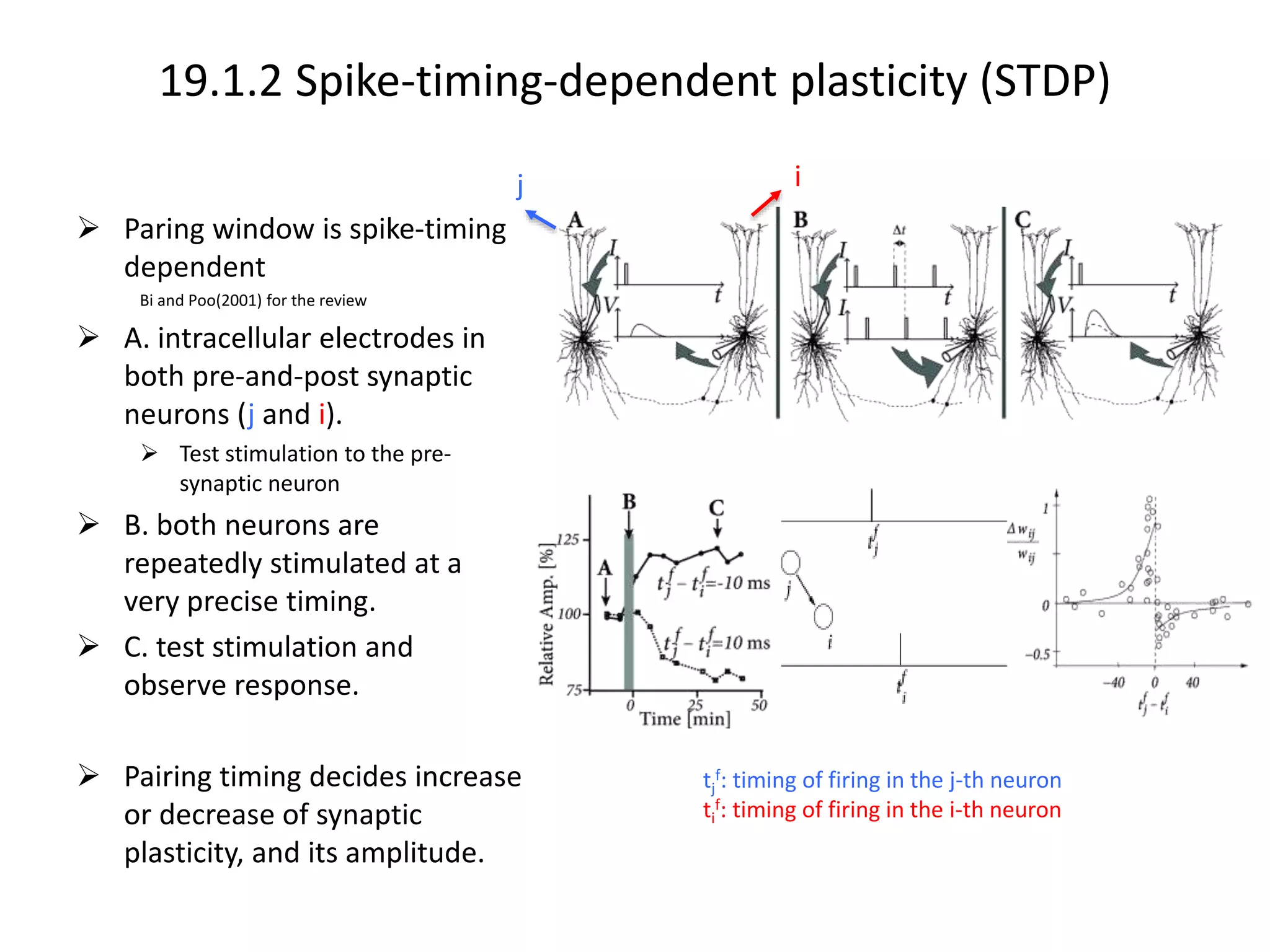 Ch 19 synaptic_plasticity | PPTX