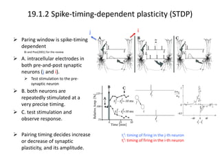 Ch 19 synaptic_plasticity | PPTX