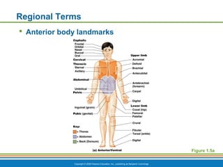 CVA A&P - Chapter 1b Terminology | PPT