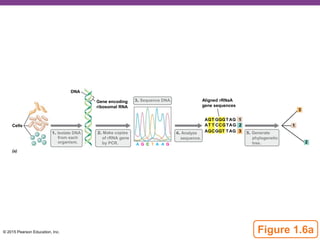 ch1_Cell-and-molecular-biology-Brock Biology.pdf