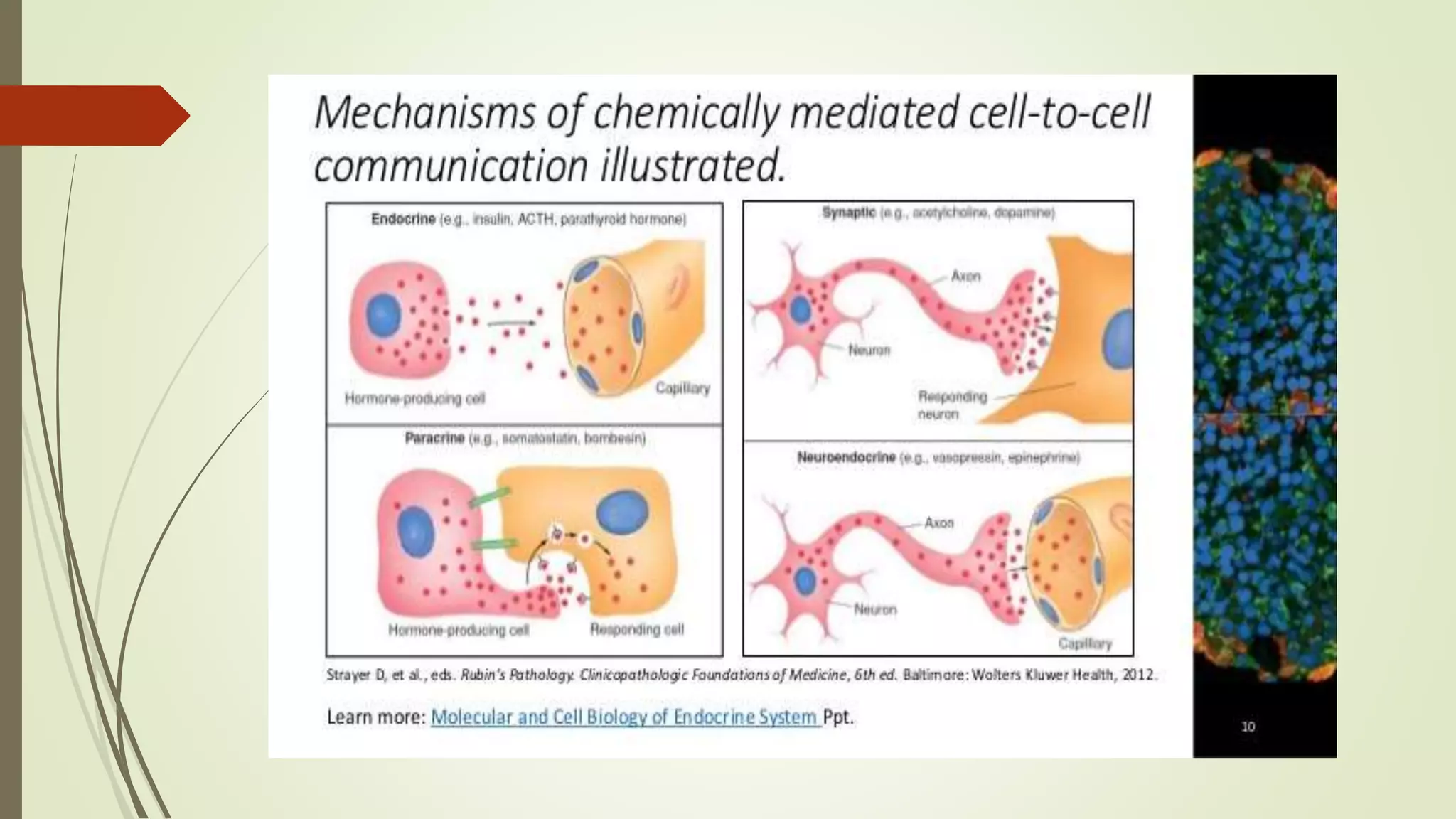 Robbins Chapter 1.. Cell as a unit of health and disease | PPTX