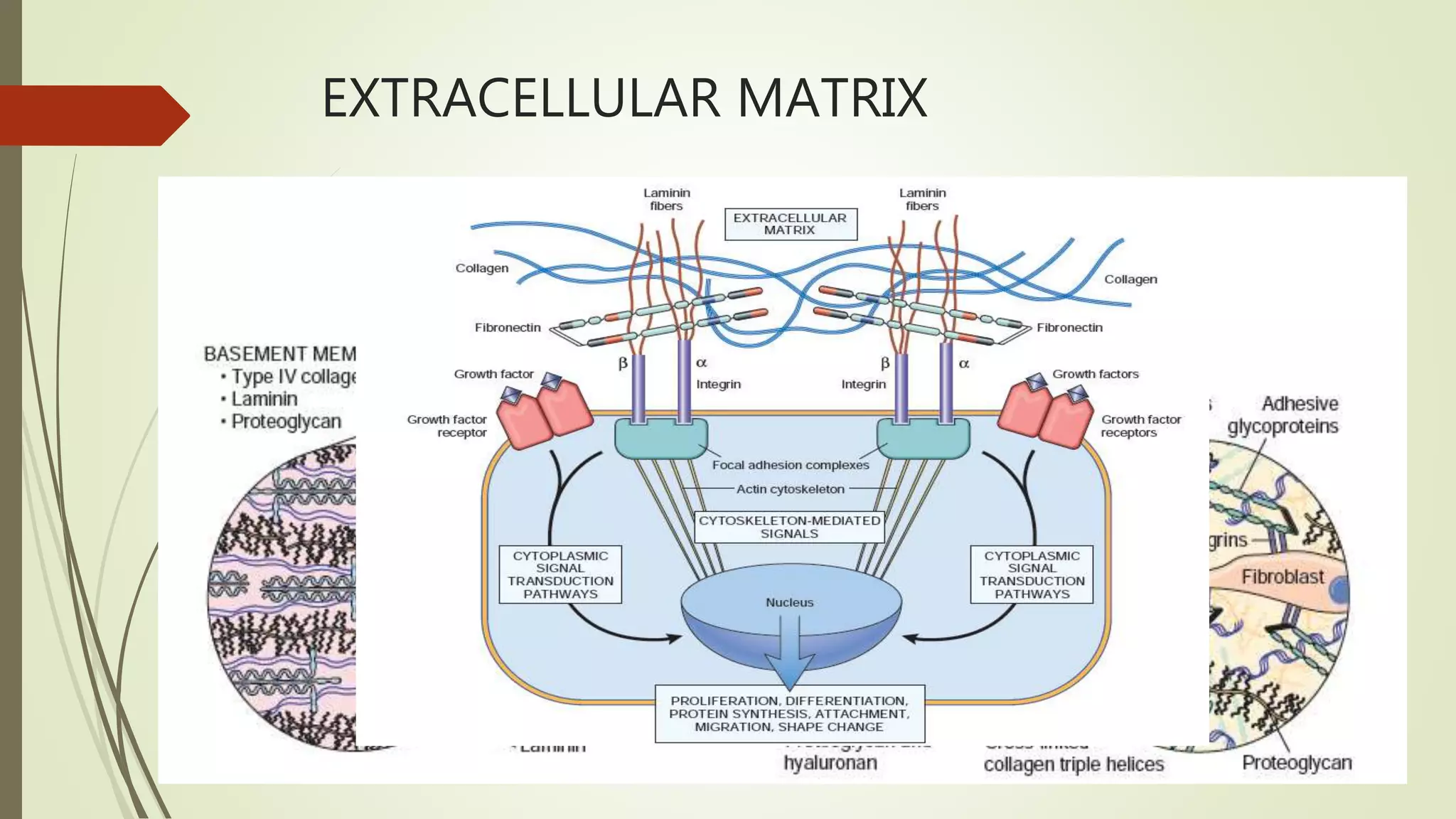 Robbins Chapter 1.. Cell as a unit of health and disease | PPTX