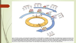 Robbins Chapter 1.. Cell as a unit of health and disease | PPTX