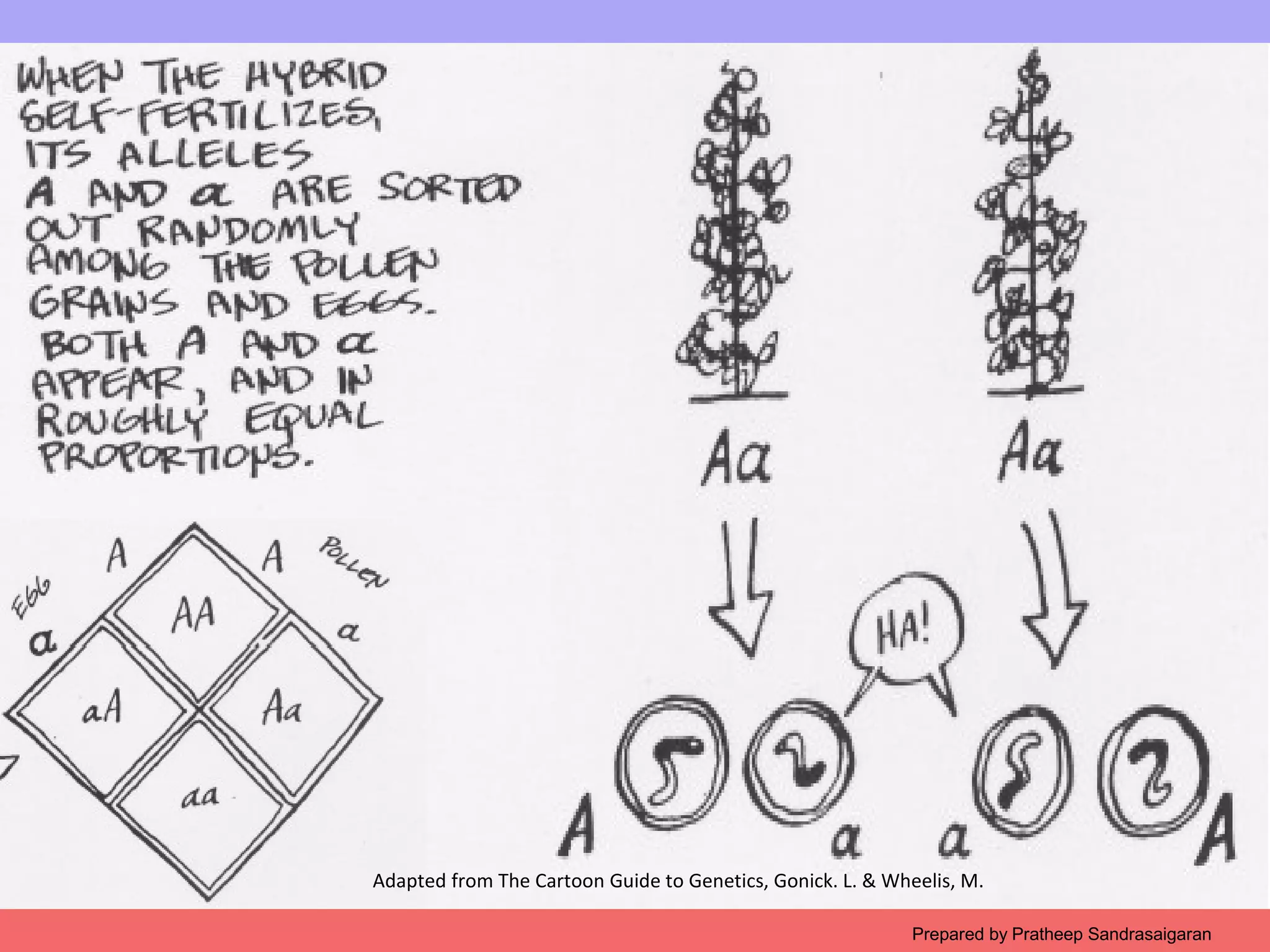 Ch1 introduction to genetics | PPT