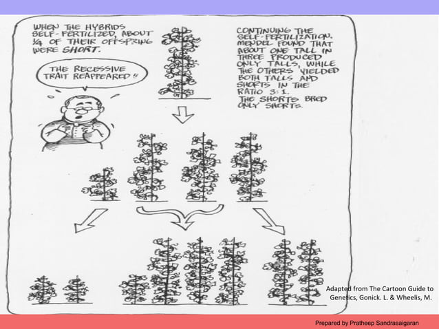 Ch1 introduction to genetics | PPT