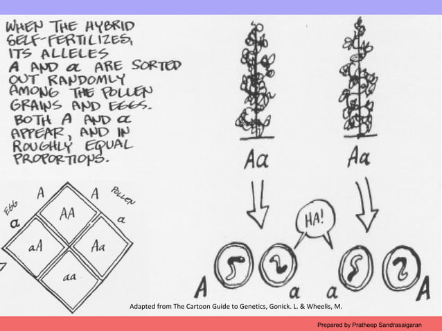 Ch1 introduction to genetics | PPT