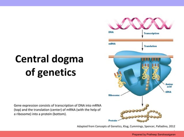 Ch1 introduction to genetics | PPT