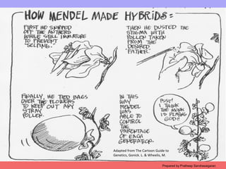 Mendel Genetics Comic