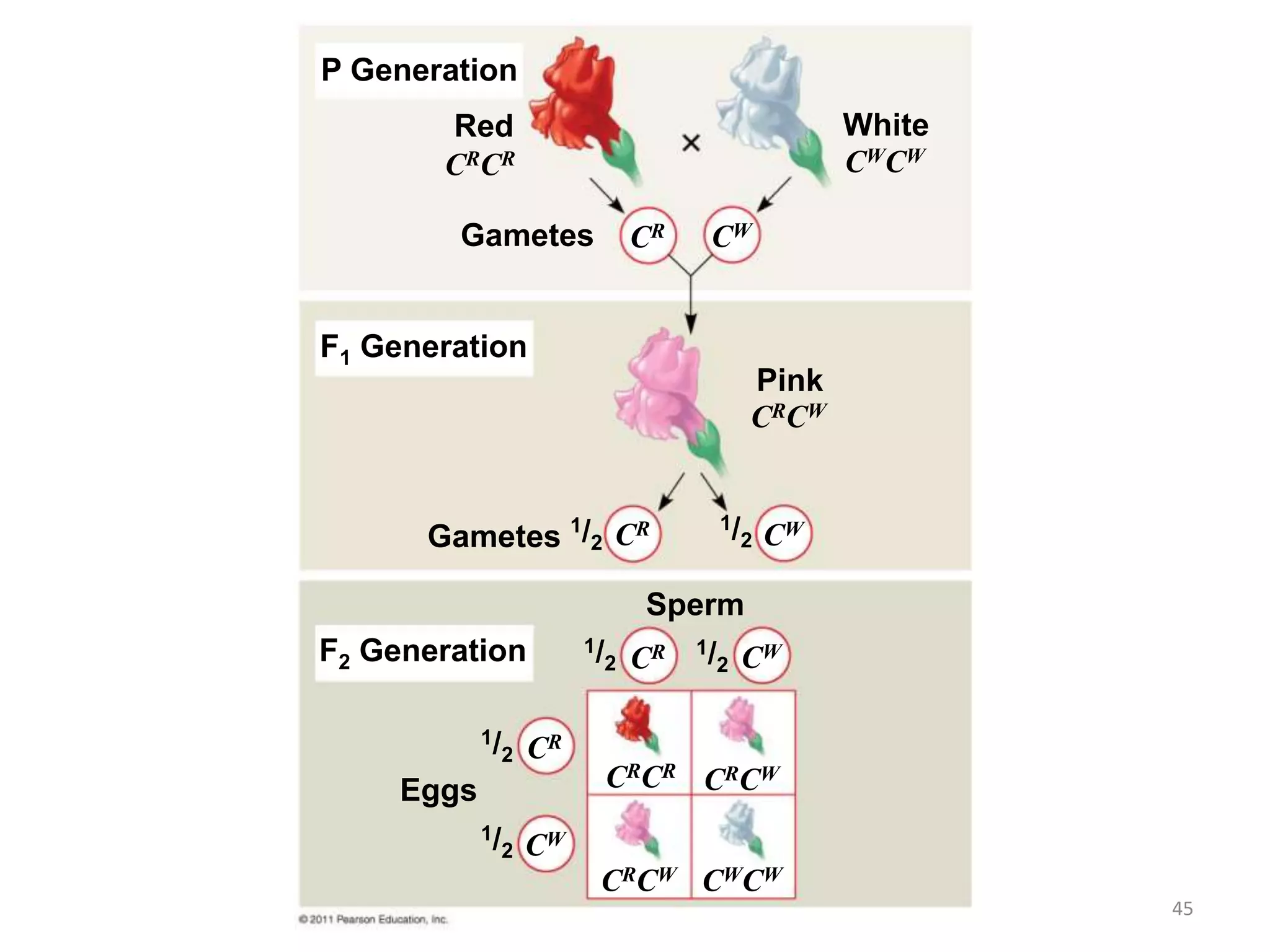 Introduction to genetics_.ppt