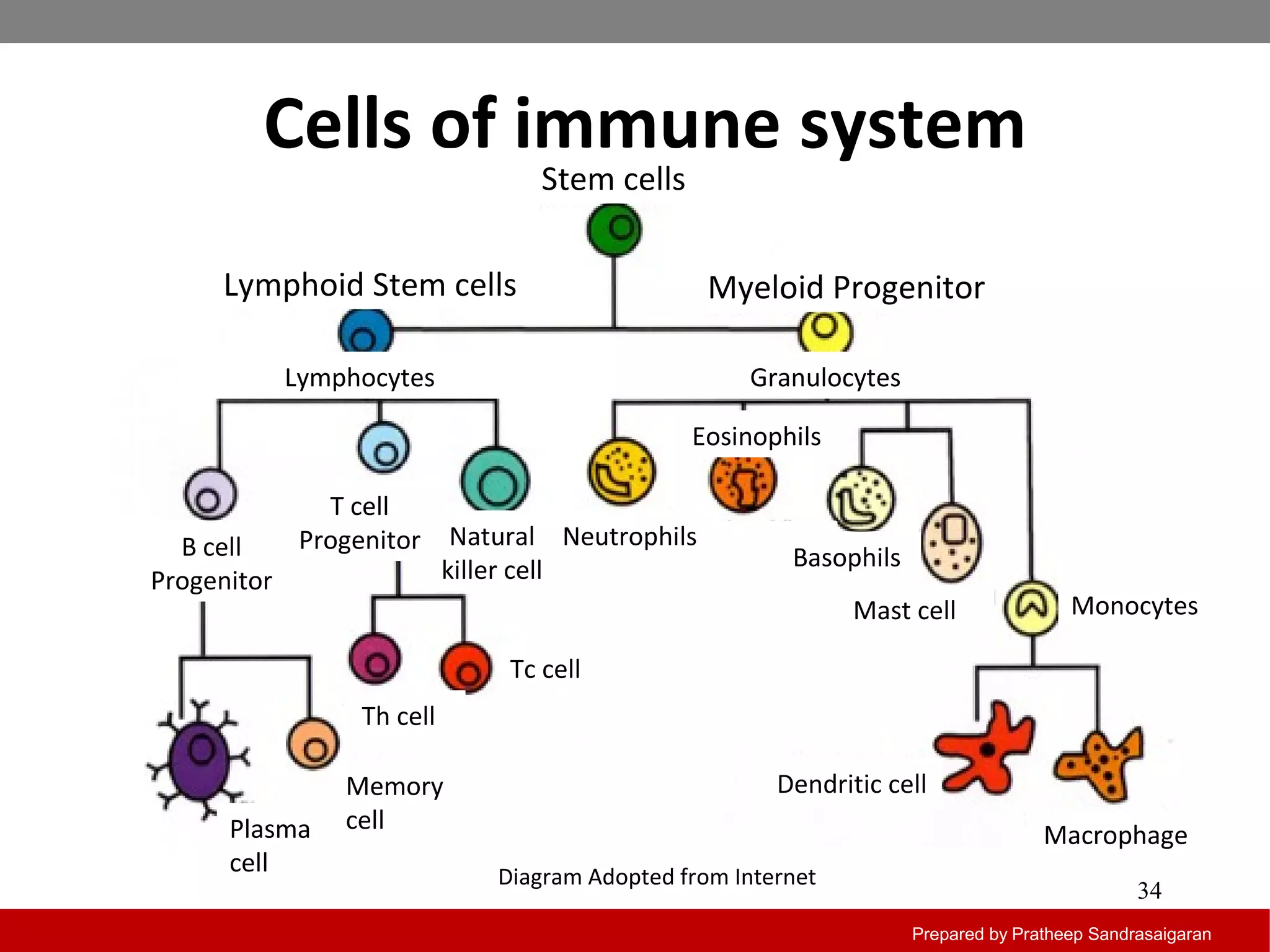 Introduction to immunology | PPT | Infectious Diseases | Diseases and ...