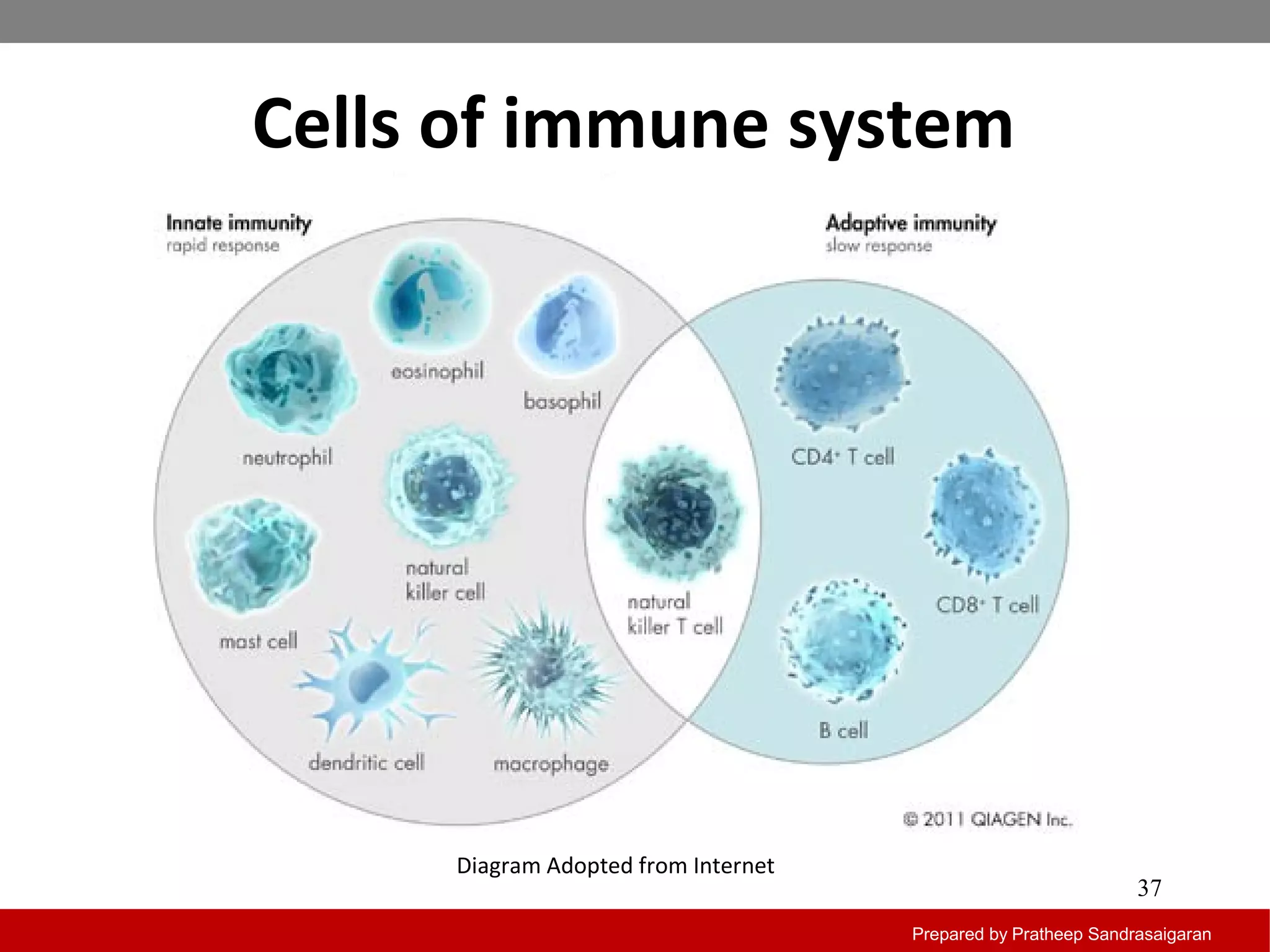 Introduction to immunology | PPT | Infectious Diseases | Diseases and Conditions
