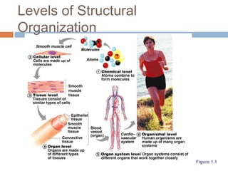 Chapter 1: The Human Body - An Orientation | PPT