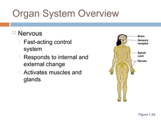 Chapter 1: The Human Body - An Orientation | PPT