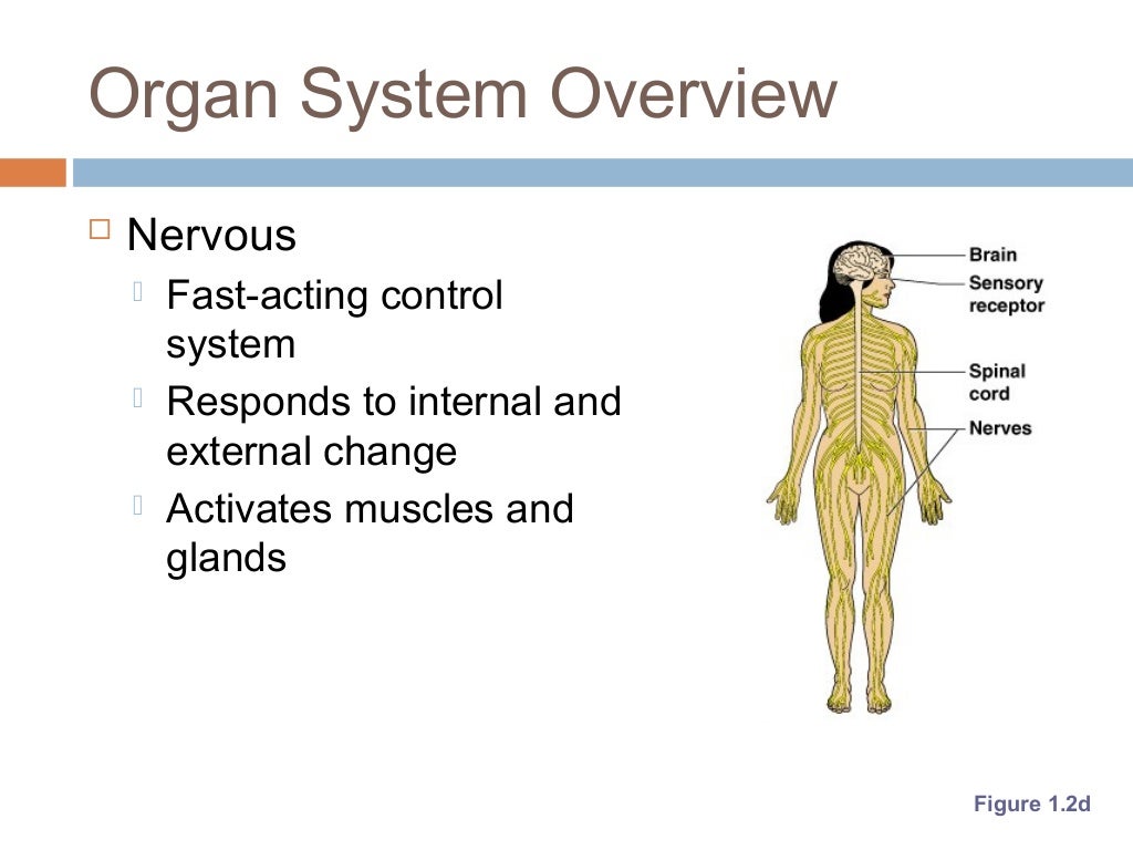 Chapter 1 The Human Body An Orientation chapter-1-the-human-body-an-orientation