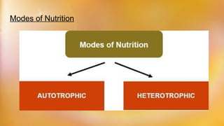 Ch 1 Nutrition in plants and modes of Nutrition .pptx