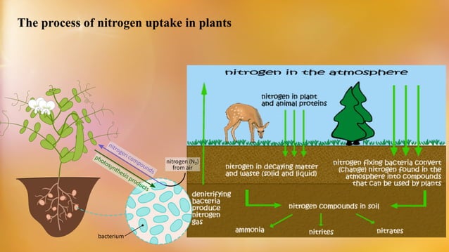 Ch 1 Nutrition in plants and modes of Nutrition .pptx