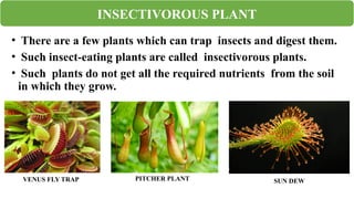 NCERT CLASS 7 PPT Ch 1 Nutrition in Plants 1.pptx