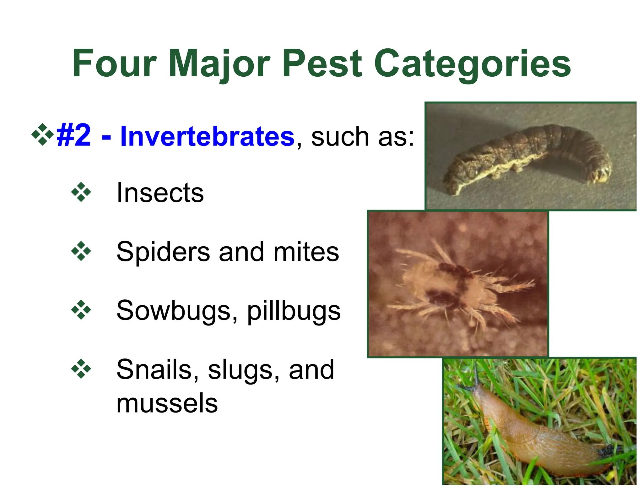 Pest Management and Control PowerPoint presentation | PDF