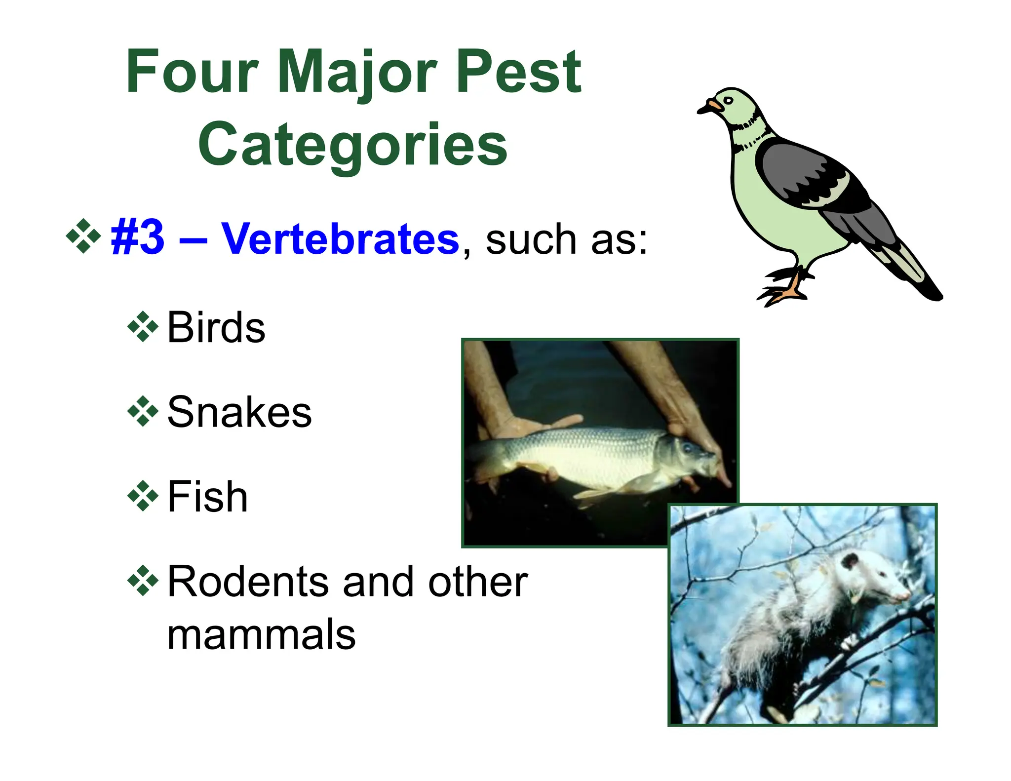 Pest Management and Control PowerPoint presentation | PDF