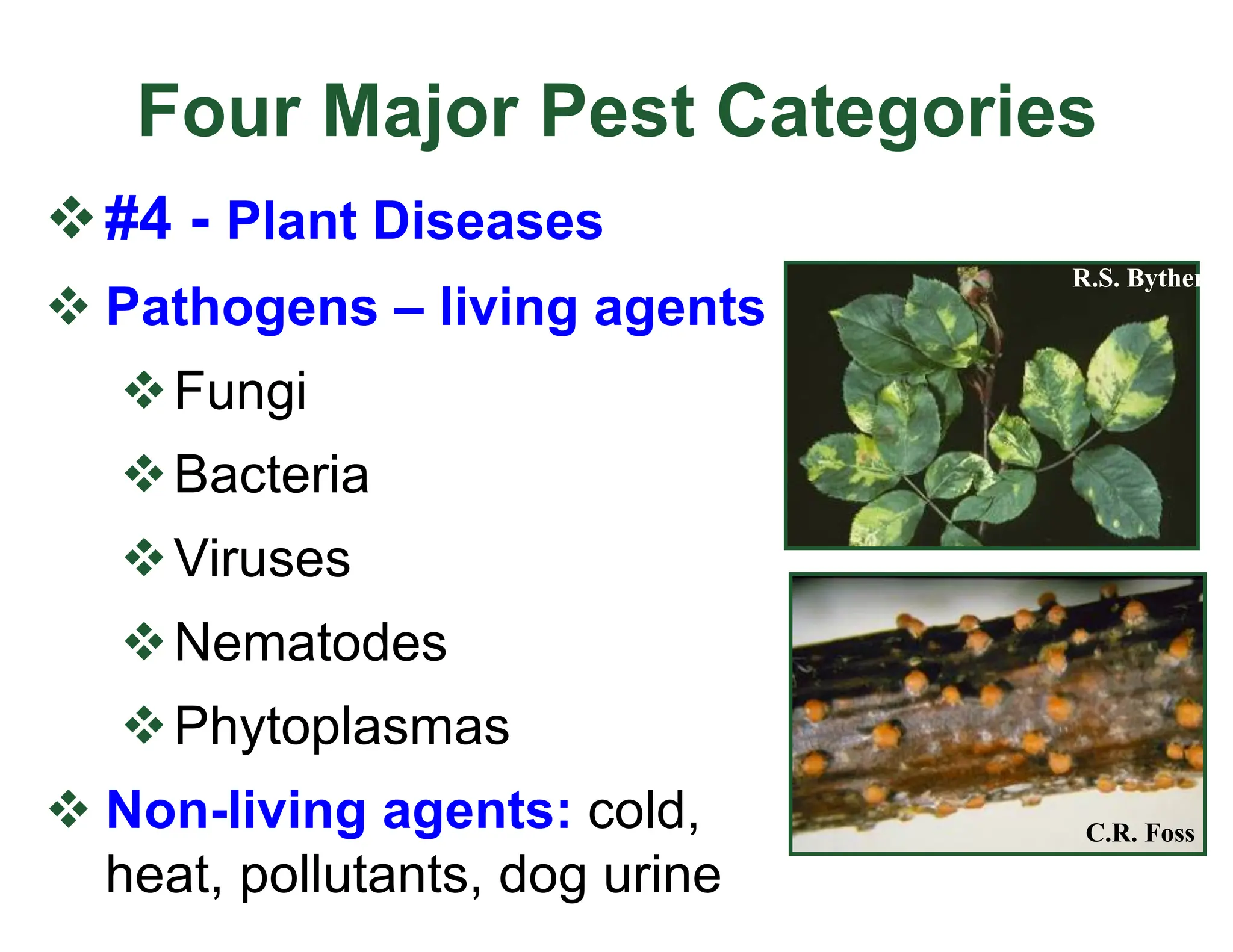Pest Management and Control PowerPoint presentation | PDF
