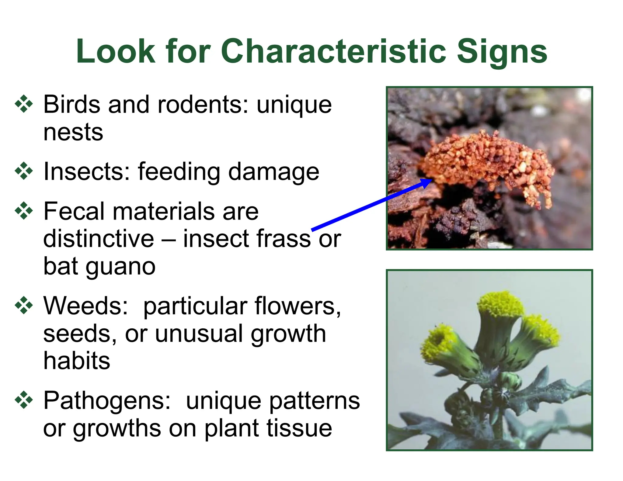 Pest Management and Control PowerPoint presentation | PDF