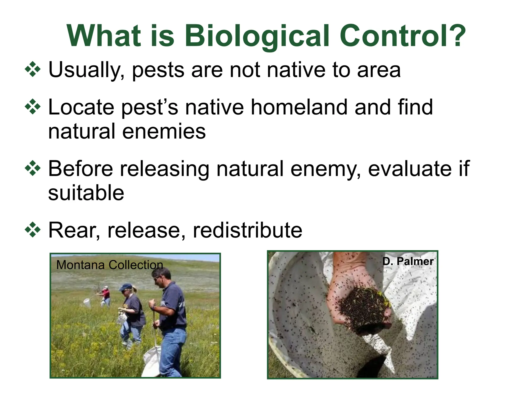 Pest Management and Control PowerPoint presentation | PDF