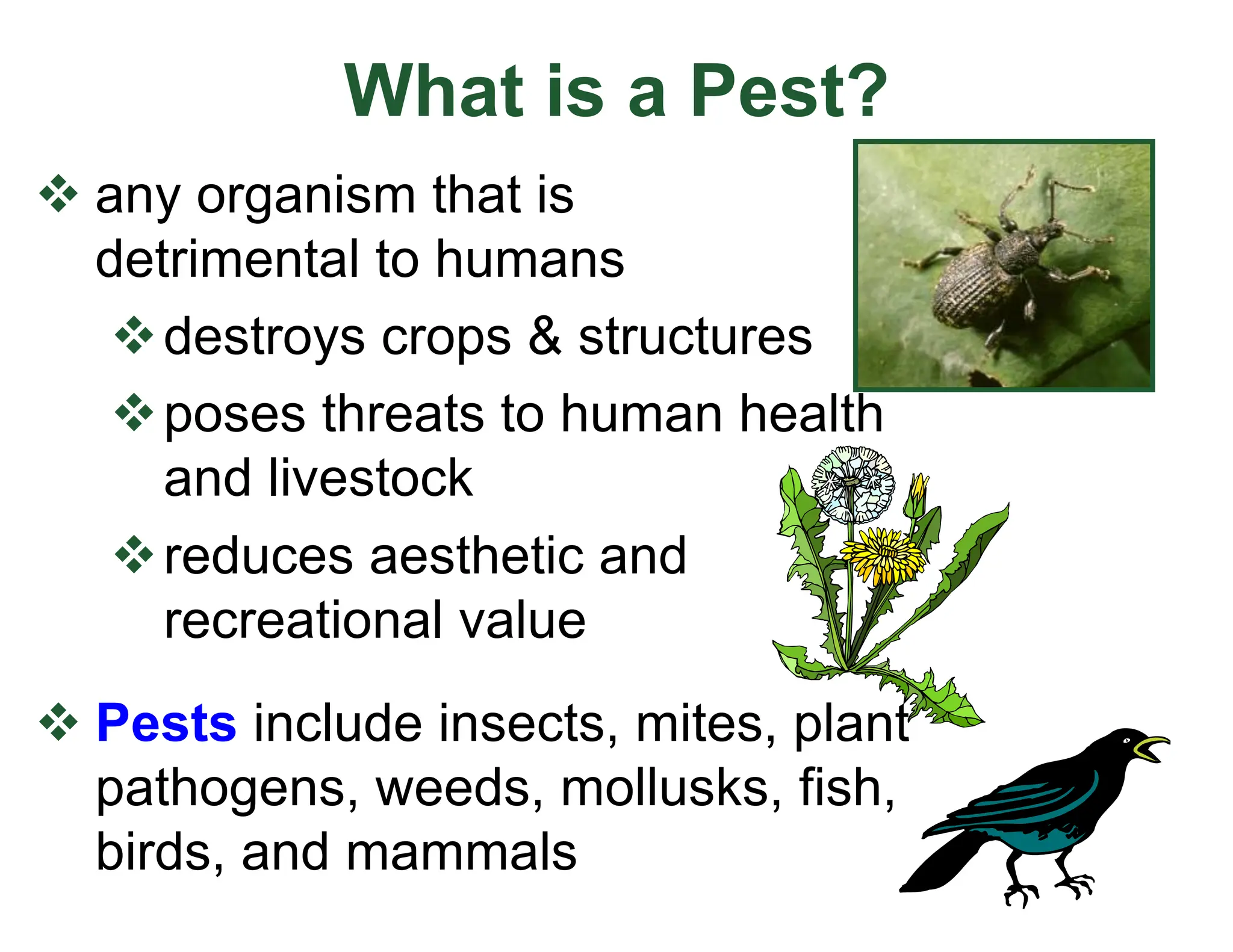 Pest Management and Control PowerPoint presentation | PDF