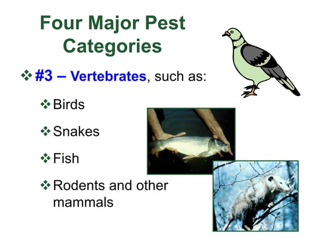 Pest Management and Control PowerPoint presentation | PDF
