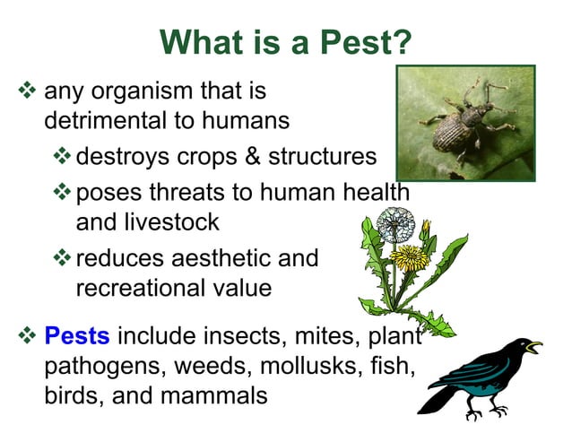 Pest Management and Control PowerPoint presentation | PDF