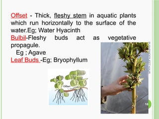 Ch 1 reproduction in organism | PDF