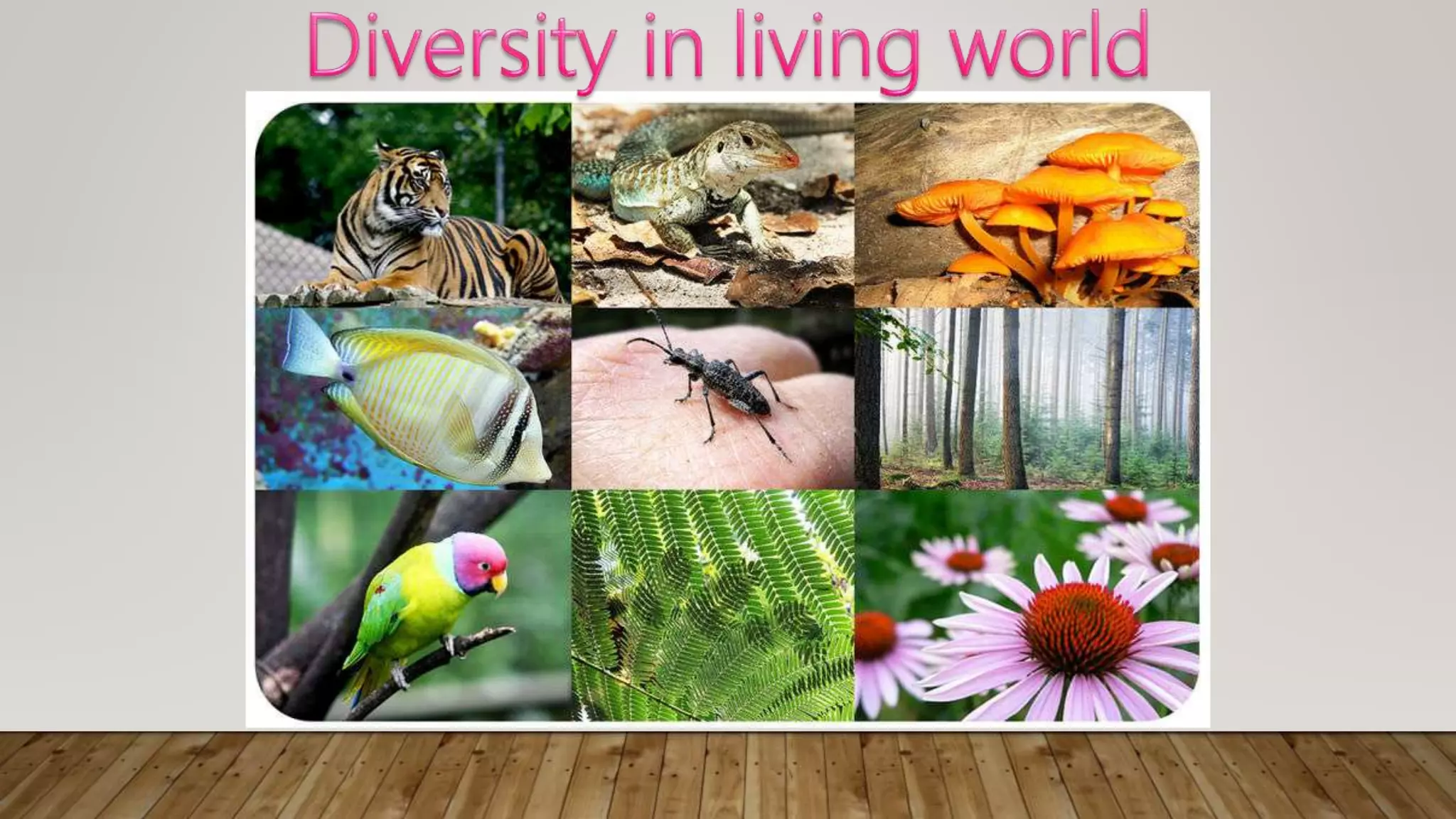 Chapter 1 the living world adaptation and classification | PPTX