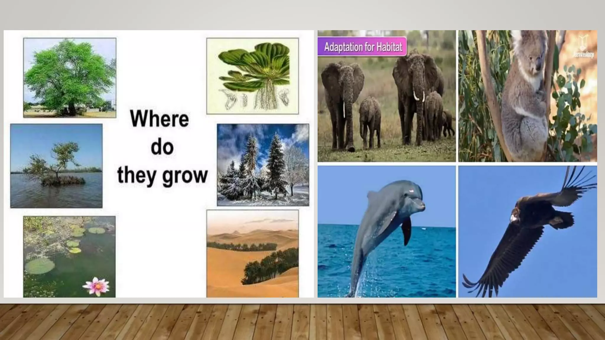 Chapter 1 the living world adaptation and classification | PPTX