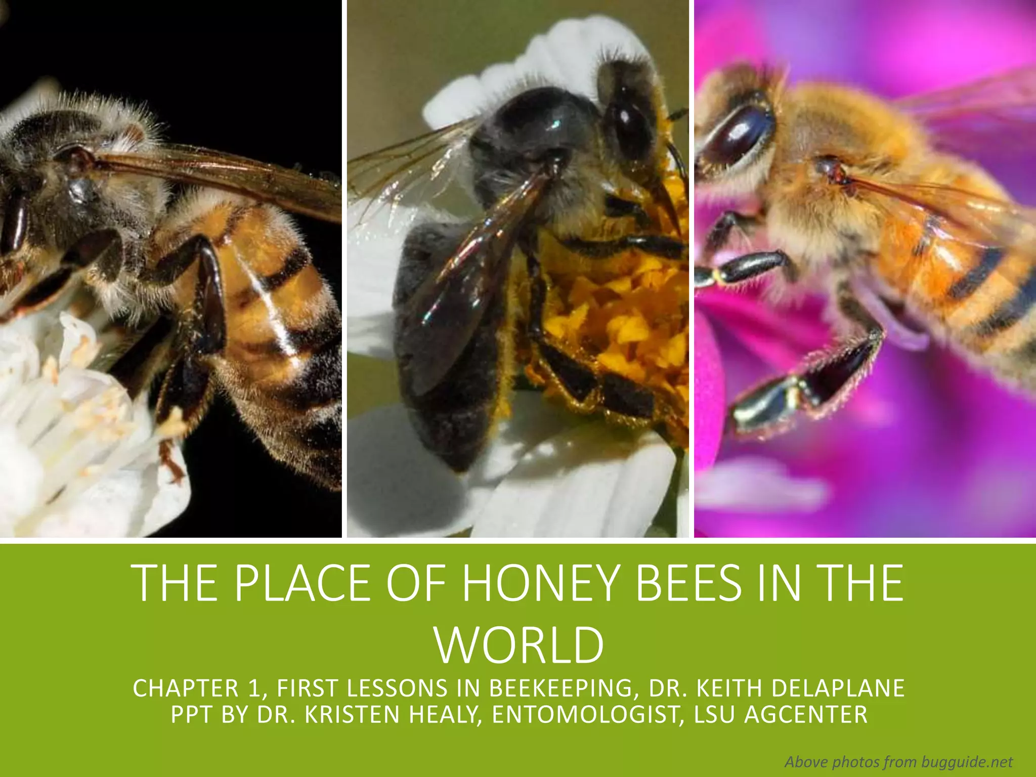Ch 1 The Place of the Honey Bee in the World by Dr. Kristen Healy ...