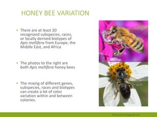 Ch 1 The Place of the Honey Bee in the World by Dr. Kristen Healy ...