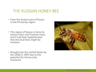 Ch 1 The Place of the Honey Bee in the World by Dr. Kristen Healy ...