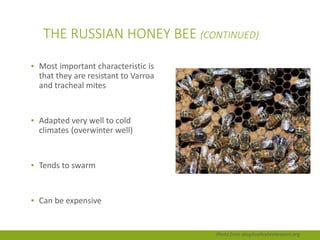 Ch 1 The Place of the Honey Bee in the World by Dr. Kristen Healy ...