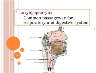 ch Upper respiratory tract.finished.pptx