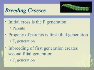 mendelian genetics | PPT | Genetics | Science