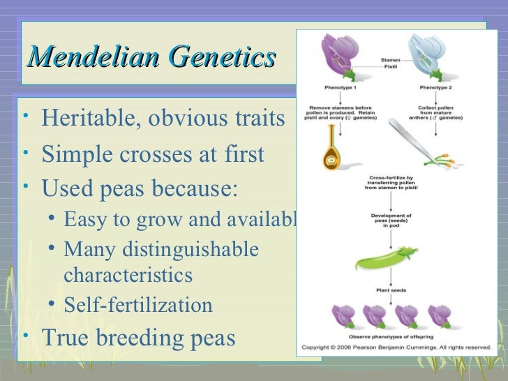 mendelian genetics