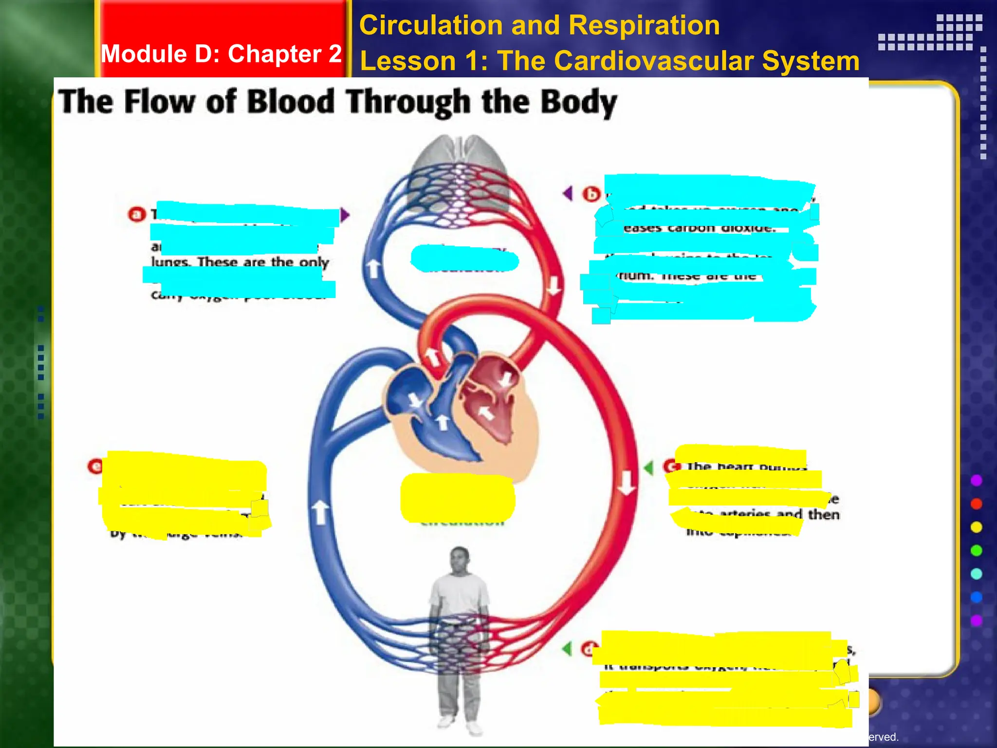Ch 2.1 Cardiovascular system grade 7 biology levels | PPT