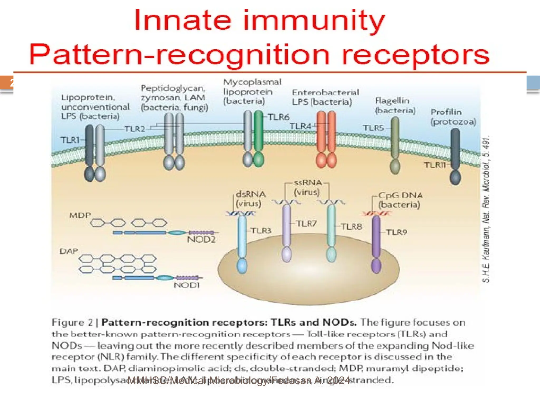 Chapter 2- Basic Immunology microbiology.pptx