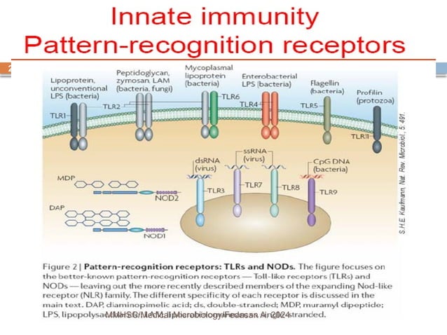 Chapter 2- Basic Immunology microbiology.pptx