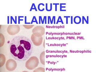 Inflammation General Pathology | PPT