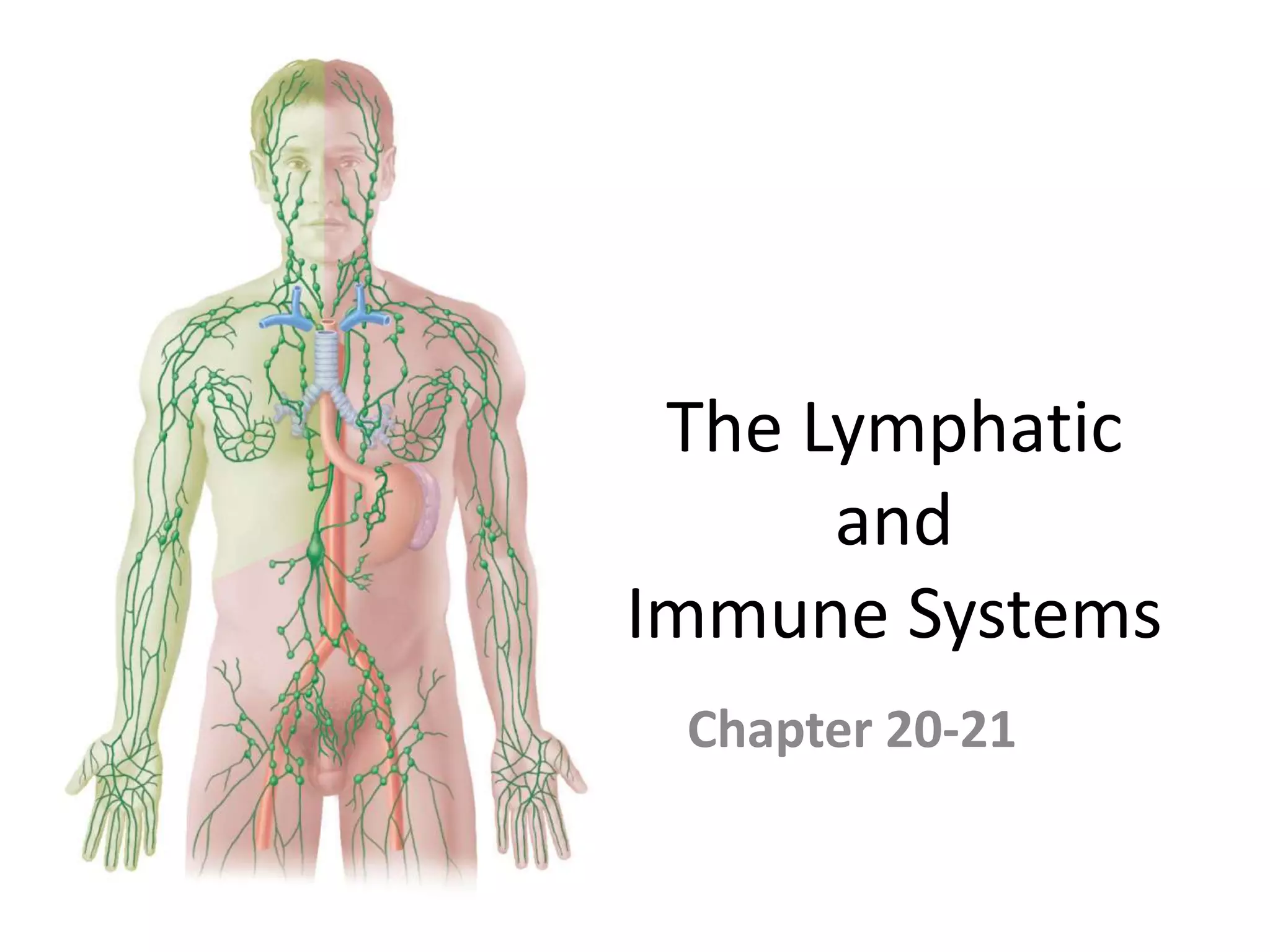 Ch20-21lymphatic&immune system | PPTX | Biological Sciences | Science