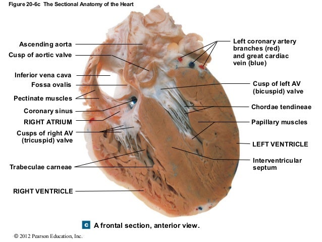 169 Ch 20_lecture_presentation