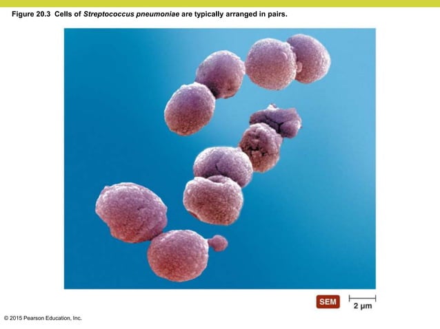 Ch20lecturepresentation 150831183508-lva1-app6892 | PPT