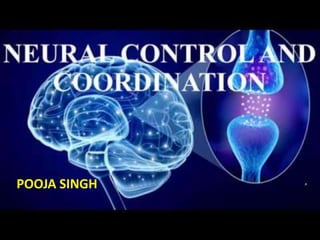 Neural Control and Coordination | PPTX